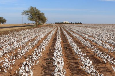 U.S. Cotton Trust Protocol | COTTON USA